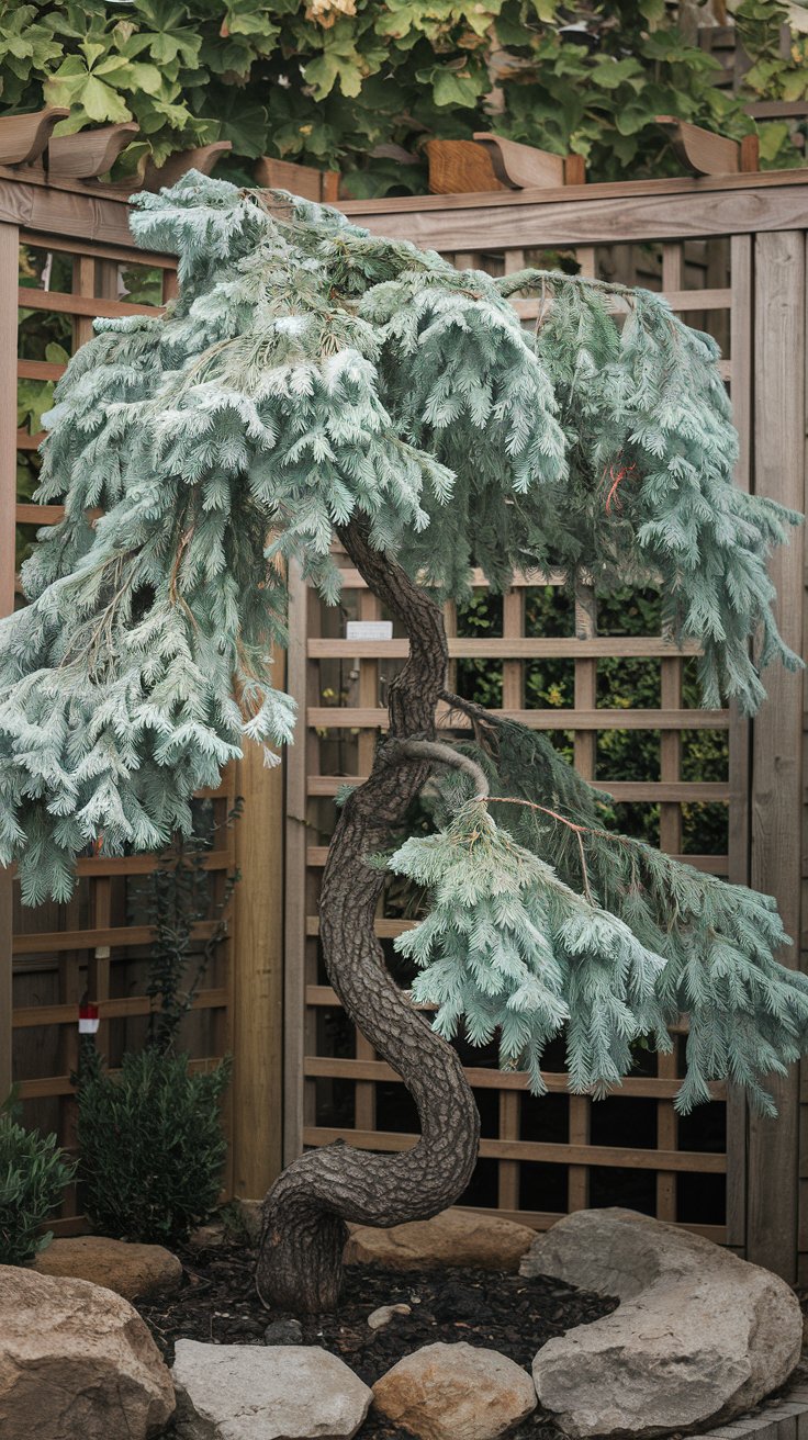 10 Dwarf Weeping Trees for Small Garden Spaces